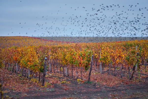 How to Use an Eagle Eye System for Early Bird Deterrence