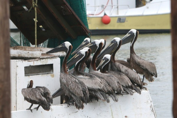 How to Find the Right Deterrents for Birds on Boats