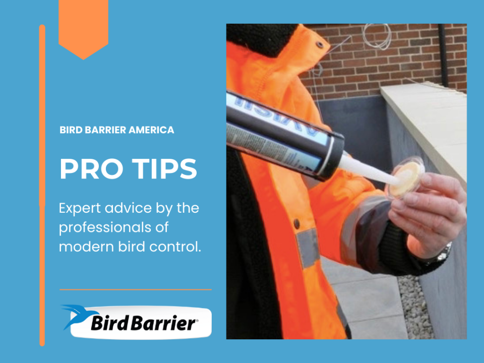 3 Critical Pro Tips In Bird Control