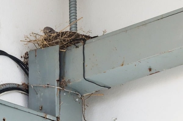 Do It Yourself Bird Control: Not as Hard as You Think!